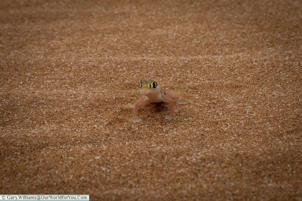 The Little 5, Living Desert tour, Namibia - Our World for You